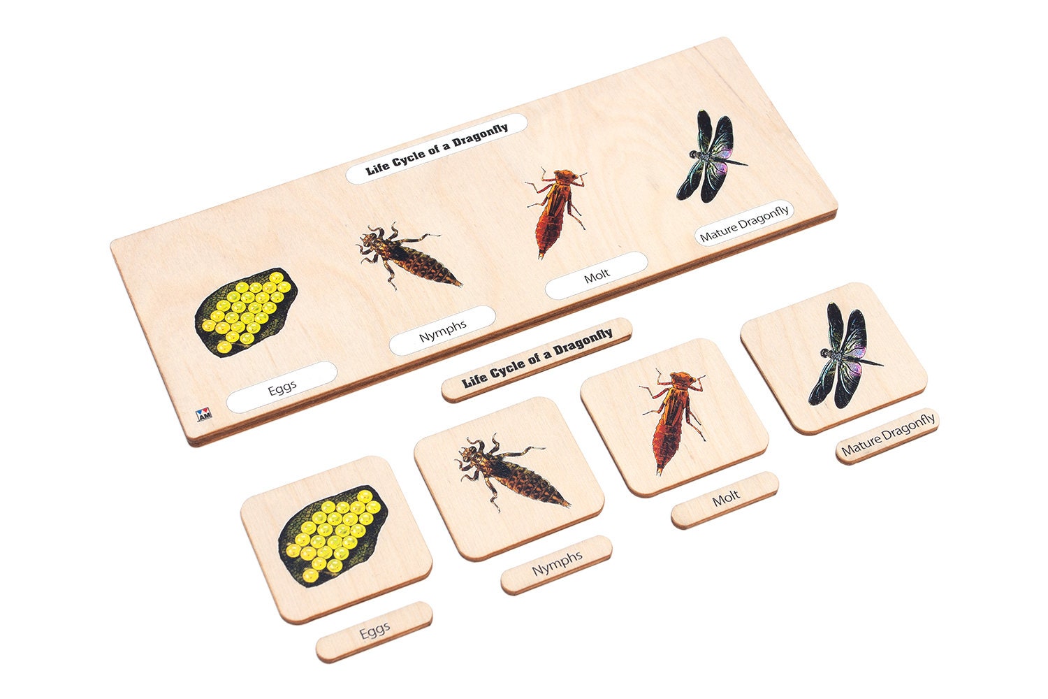 Wooden Life Cycle Set: Dragonfly Montessori Puzzles Montessori Life ...