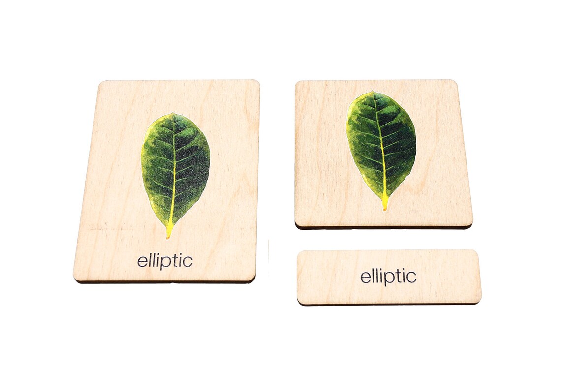 Montessori Types of Leaves - Nomenclature Cards - Homeschooling ...