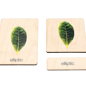 Montessori Types of Leaves - Nomenclature Cards - Homeschooling ...