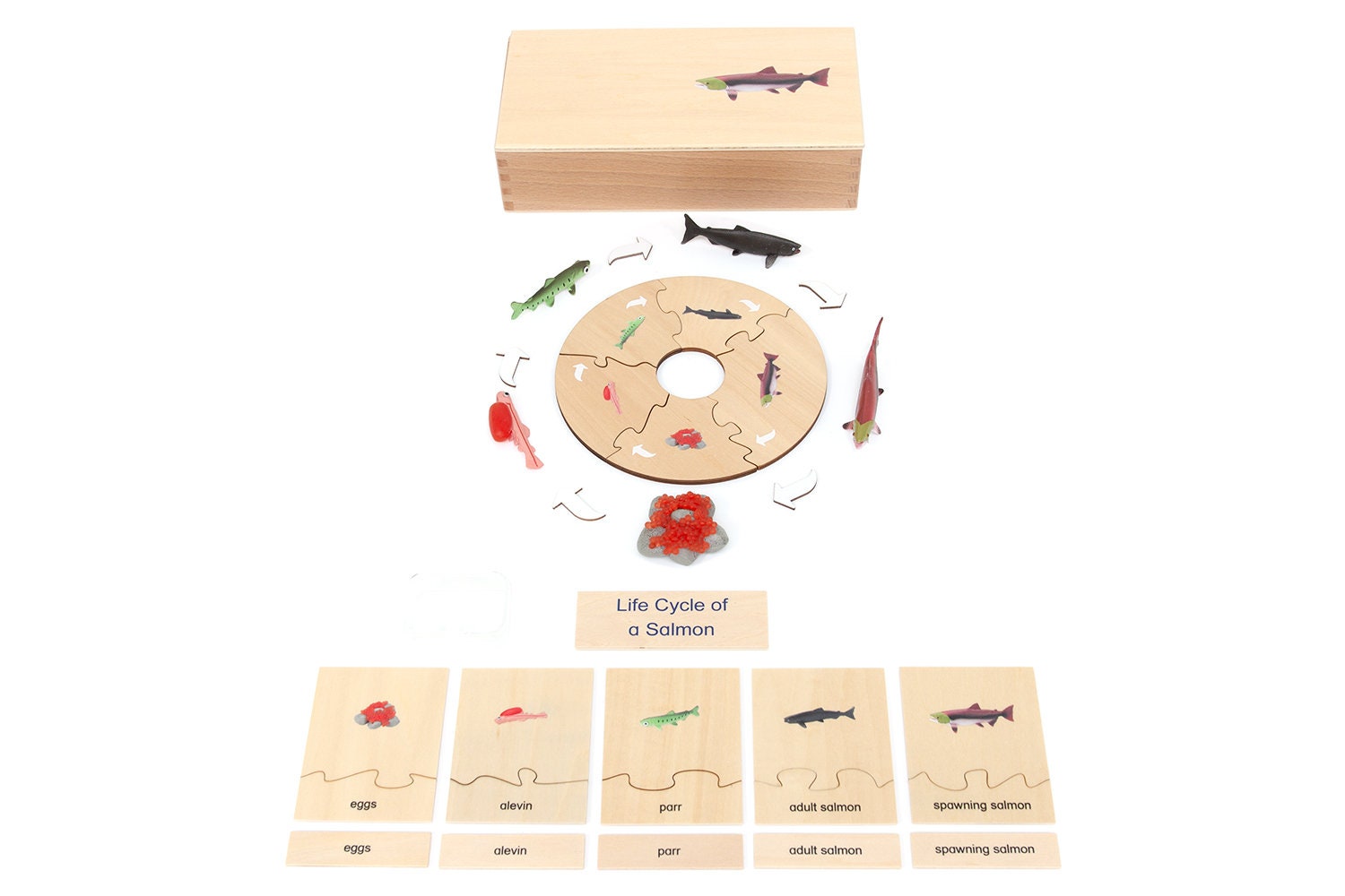 Life Cycle Set of a Salmon Montessori Life Cycle Salmon Life Cycle ...