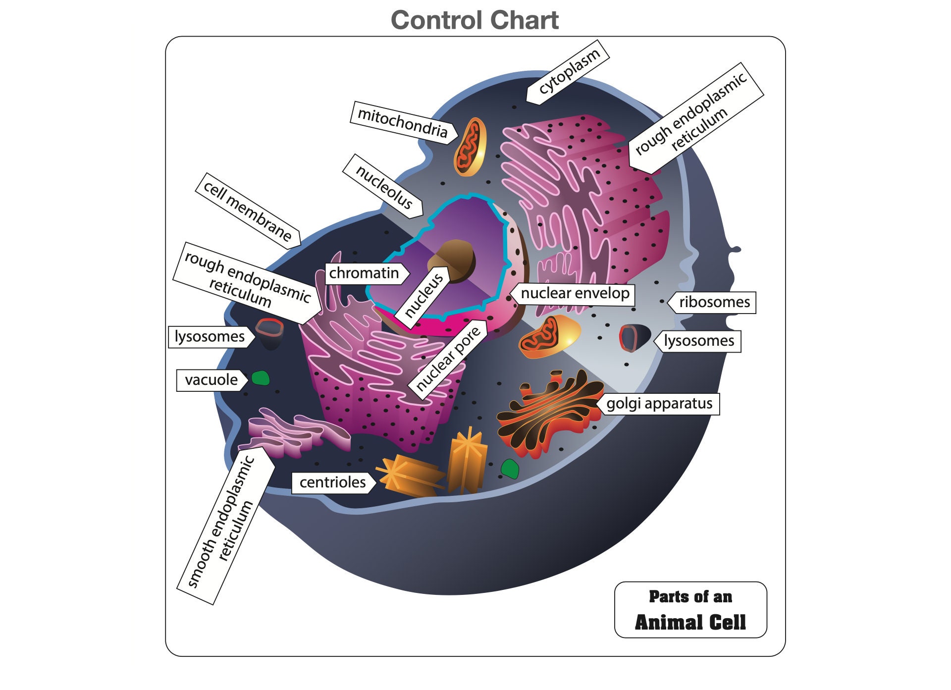 Montessori Parts of an Animal Cell Puzzle Anatomy of Animal Cell Animal ...