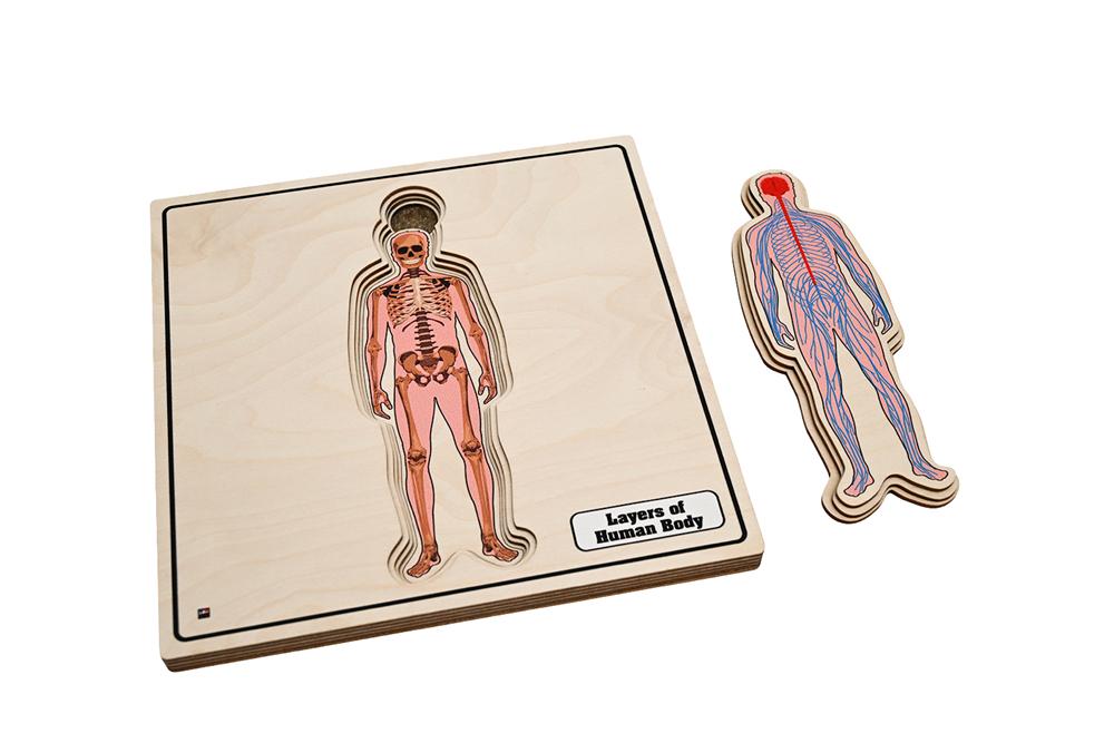 Layers of Human Body Puzzle – Montessori Anatomy Learning Material - Etsy