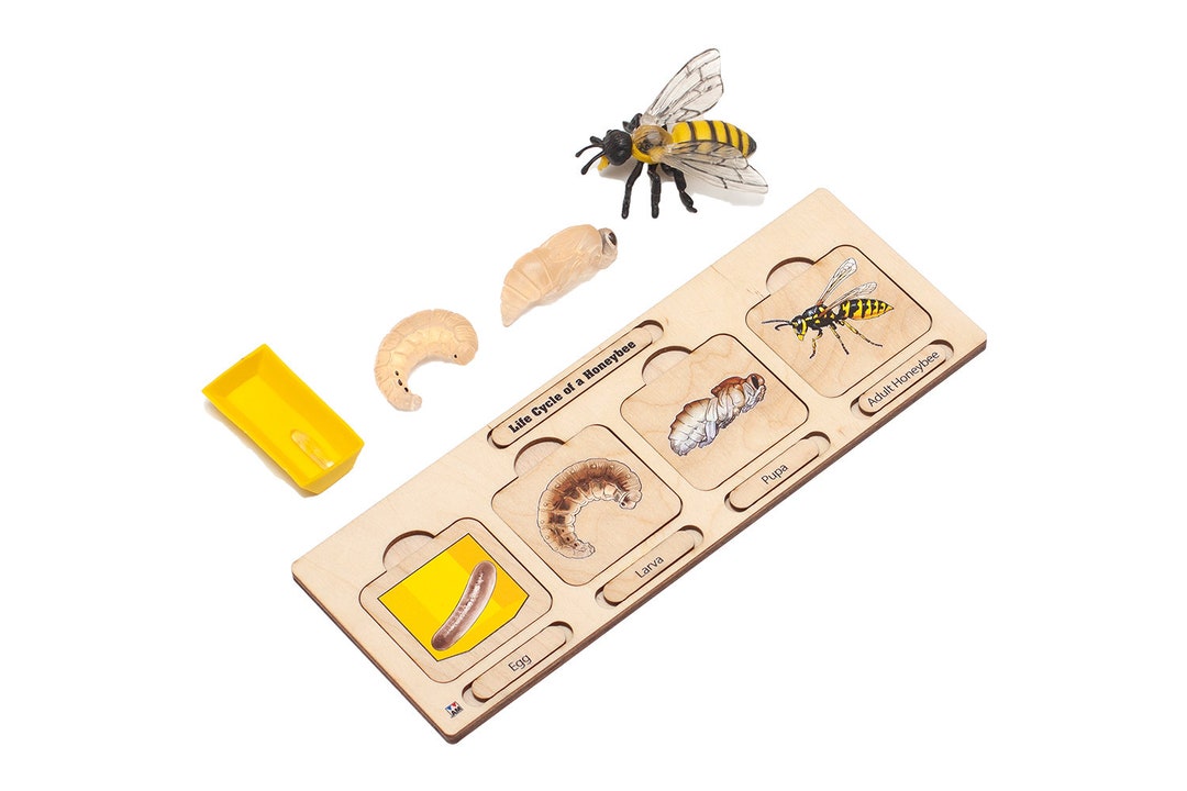 Life Cycle of a Bee | Life Cycle Set: Bee | Montessori Puzzles ...