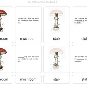 Parts of a Mushroom Puzzle With Nomenclature Cards (6-9) | Montessori ...