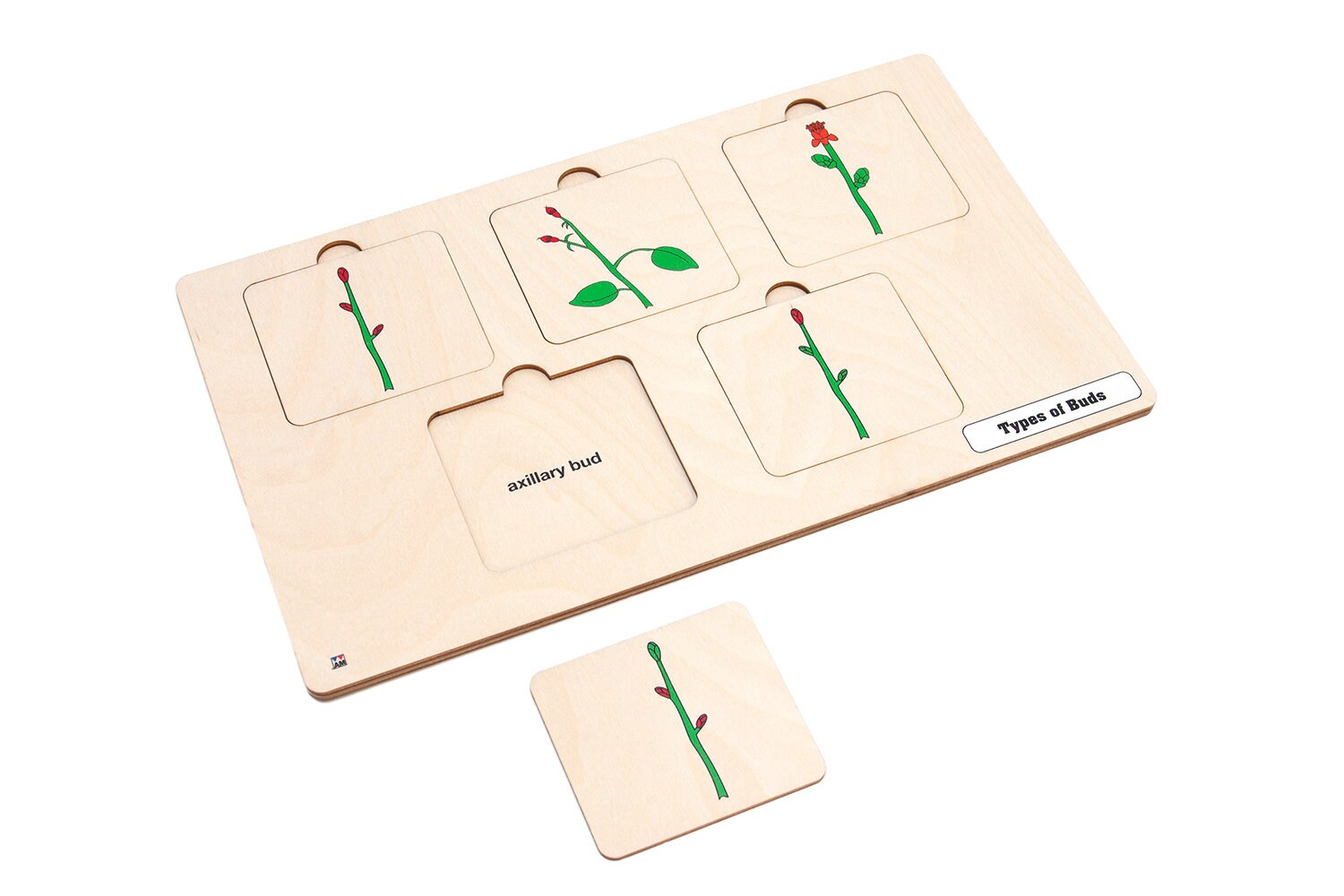 Types of Buds Puzzle | Montessori Materials | Montessori Botany ...