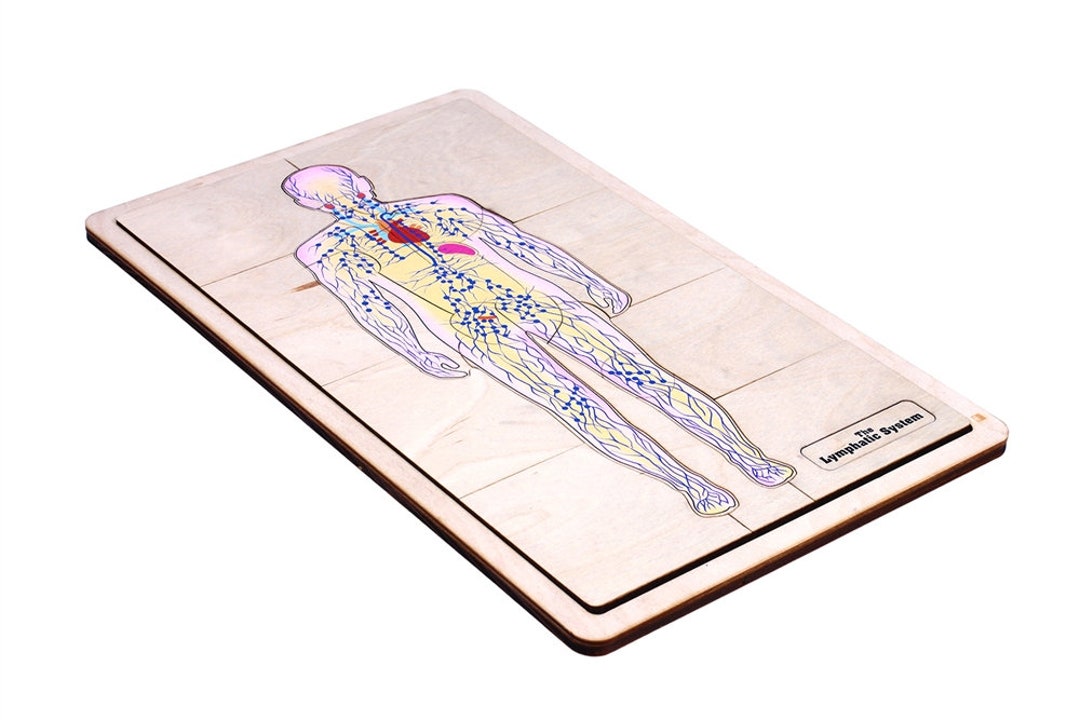 The Lymphatic System Puzzle | Montessori Puzzles | Human Anatomy ...