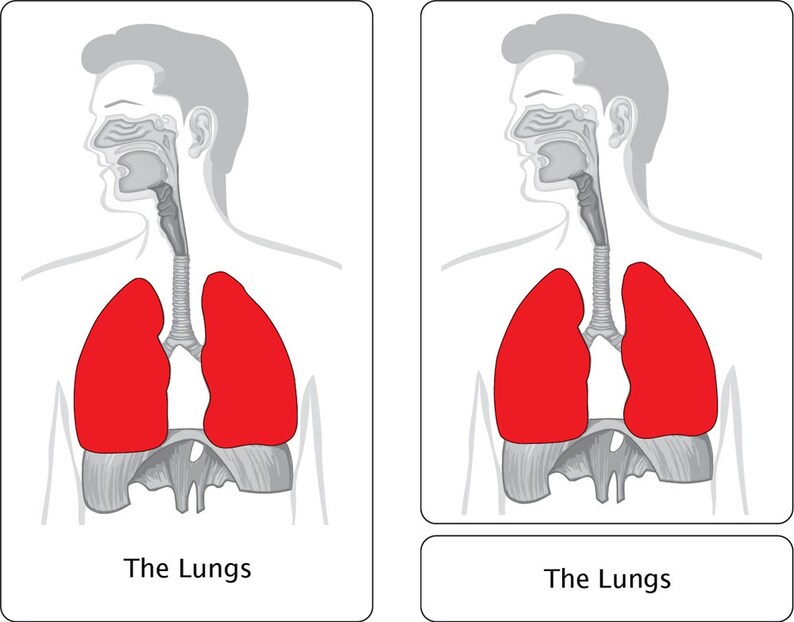 The Respiratory System Puzzle With Nomenclature Cards 3-6 Montessori ...