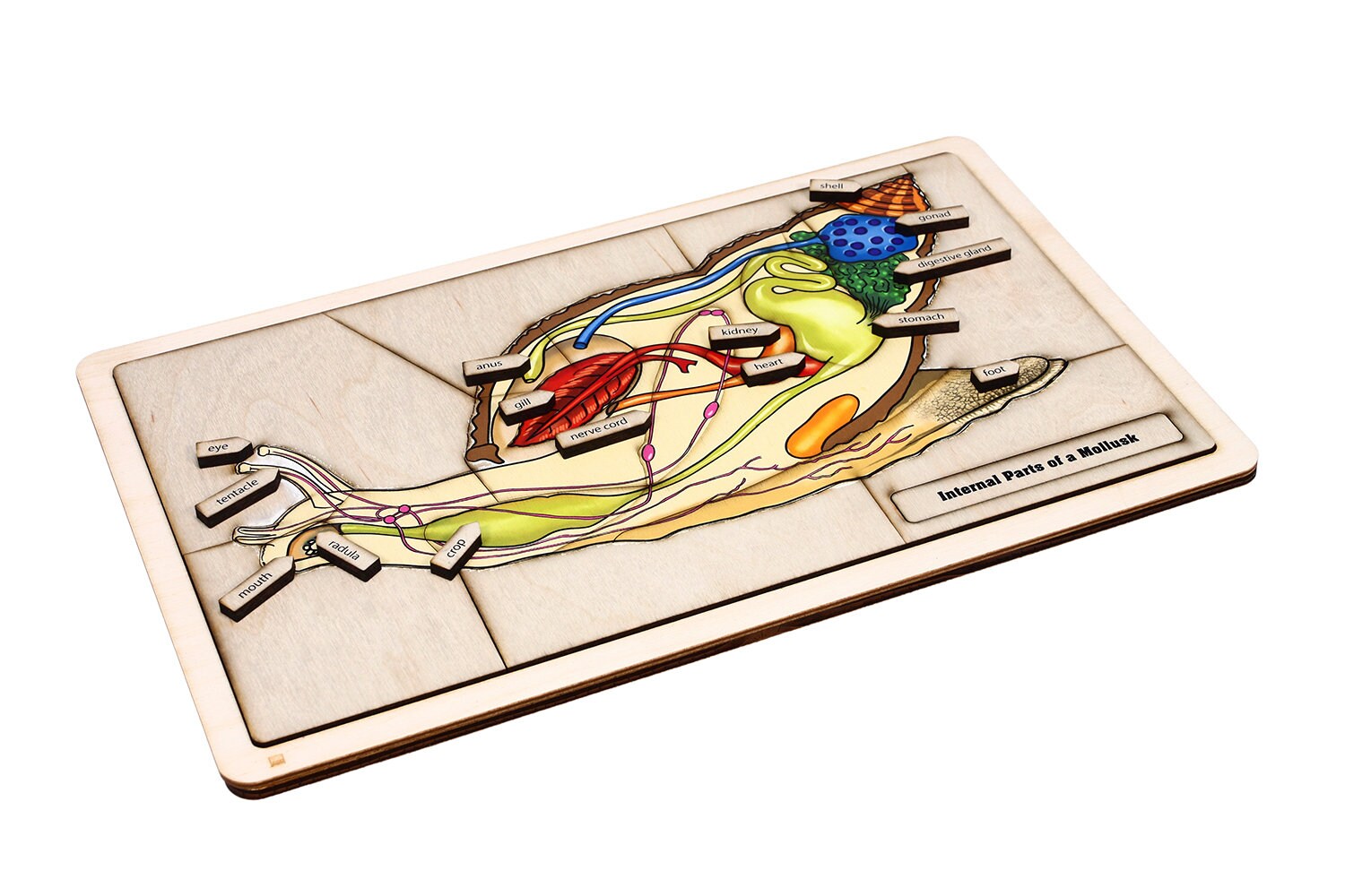 Internal Parts of a Mollusk Montessori Materials Montessori Wooden ...