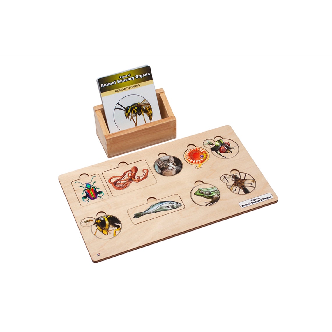 Types of Animal Sensory Organs Puzzle Montessori Zoology Curriculum ...