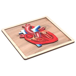 Parts of a Human Heart Puzzle With Nomenclature Cards (3-6 ...