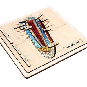 The Structure of a Root Puzzle With Nomenclature Cards (printed) (3-6 ...