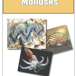 Parts of a Mollusk Puzzle With Nomenclature Cards (6-9) | Montessori ...