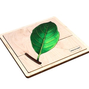 Parts of a Leaf Puzzle With Nomenclature Cards (printed) (6-9 ...