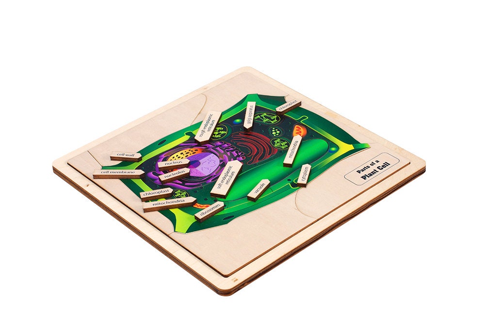 Montessori Parts of a Plant Cell Puzzle Plant Cell Puzzle - Etsy