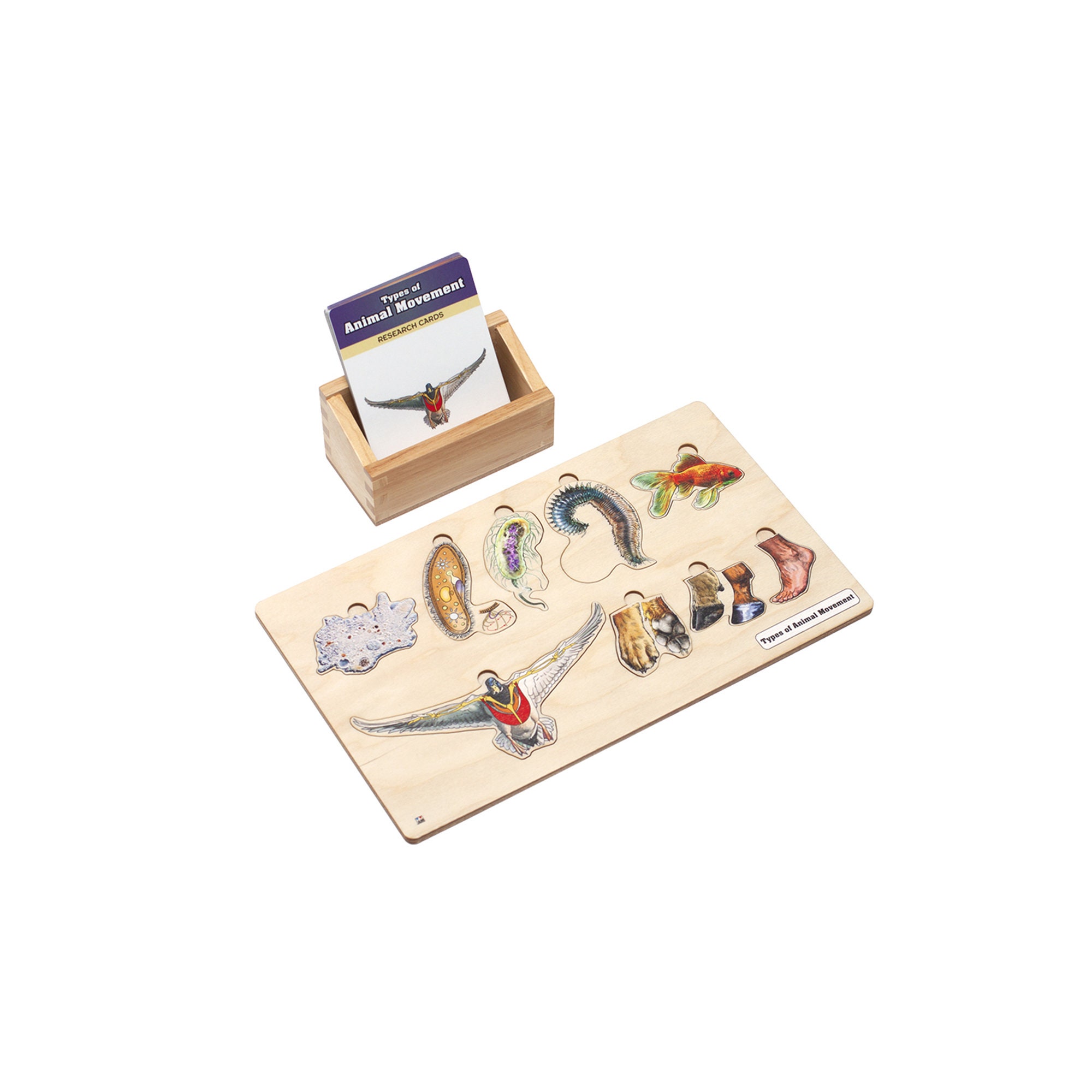 Types of Animal Movement Puzzle | Montessori Materials | Montessori ...