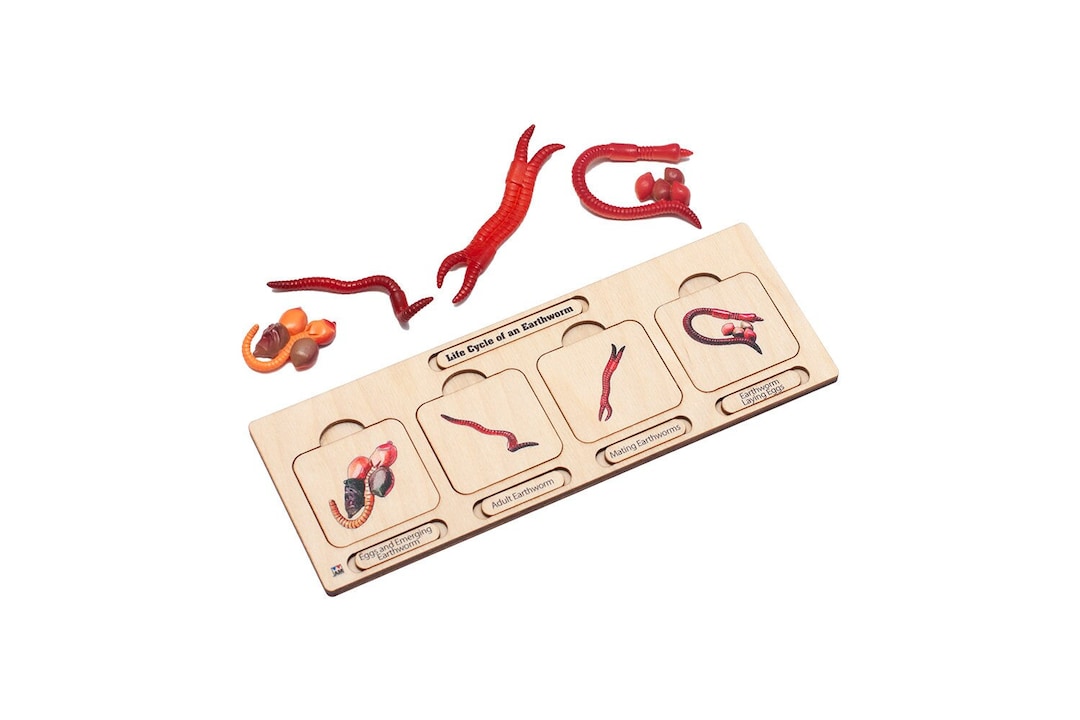 Life Cycle of an Earthworm | Life Cycle Set: Earthworm | Earthworm Life ...