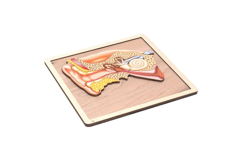 Parts of a Human Ear Puzzle With Nomenclature Cards 3-6 - Etsy