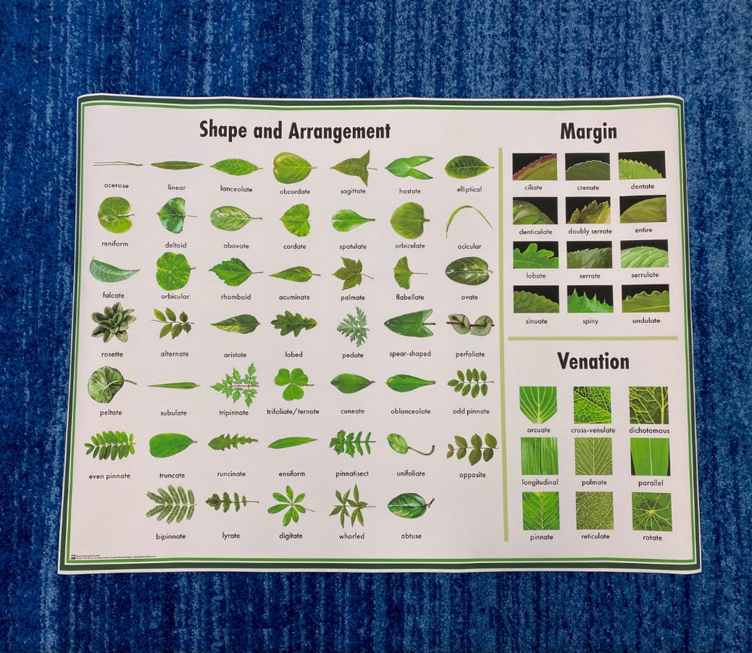 Leaf Chart | Montessori Chart | Science Chart | Homeschool | Alison's ...