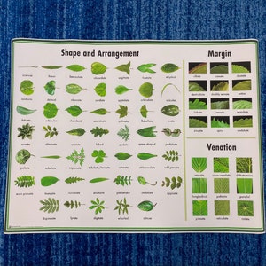 Leaf Chart | Montessori Chart | Science Chart | Homeschool | Alison's ...