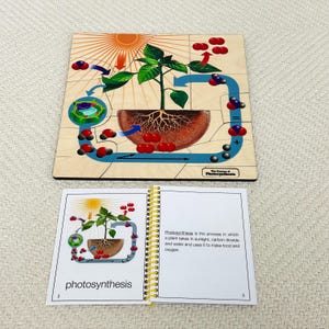The Process of Photosynthesis Puzzle With Nomenclature Cards (6-9 ...