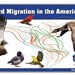 Bird Migration Chart of the Americas: Montessori Science Materials - Etsy