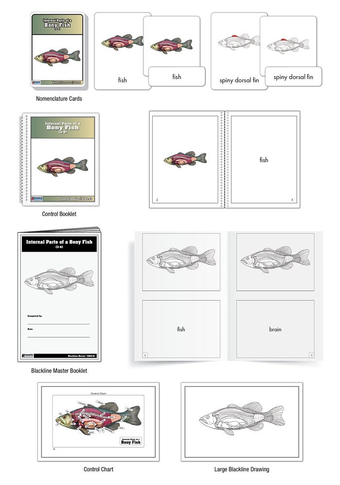 Internal Parts of a Bony Fish Puzzle With Nomenclature Cards (3-6 ...
