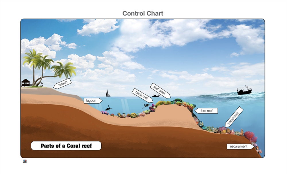 Parts of a Coral Reef Puzzle With Nomenclature Cards 3-6 | Montessori ...