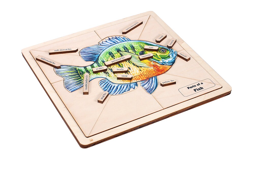 Montessori Parts of a Fish Puzzle Montessori Zoology Materials ...