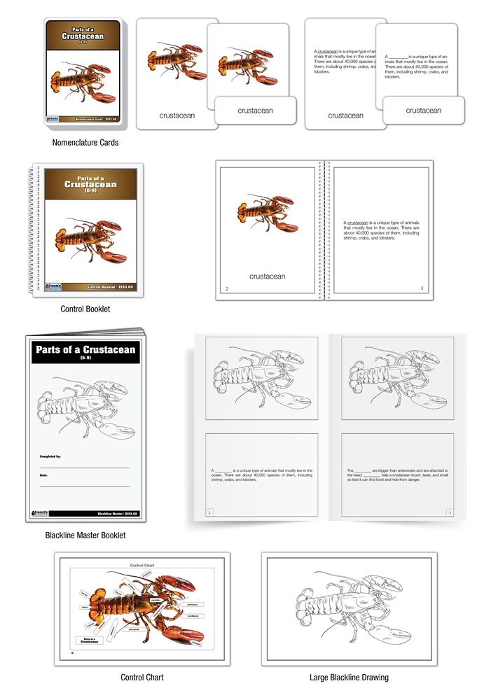 Parts of a Crustacean Puzzle With Nomenclature Cards (6-9) (printed ...