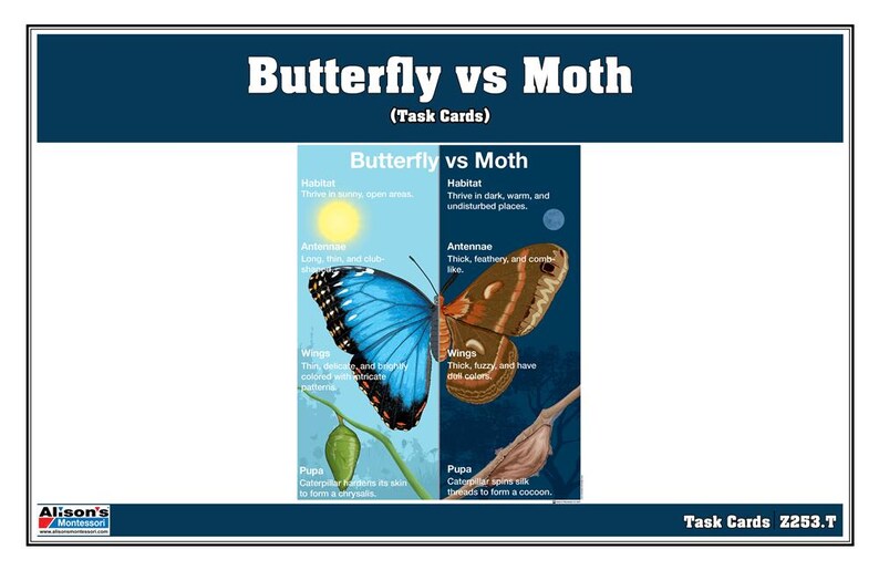 Butterfly Vs Moth Chart With Cards – Montessori Zoology Material for ...