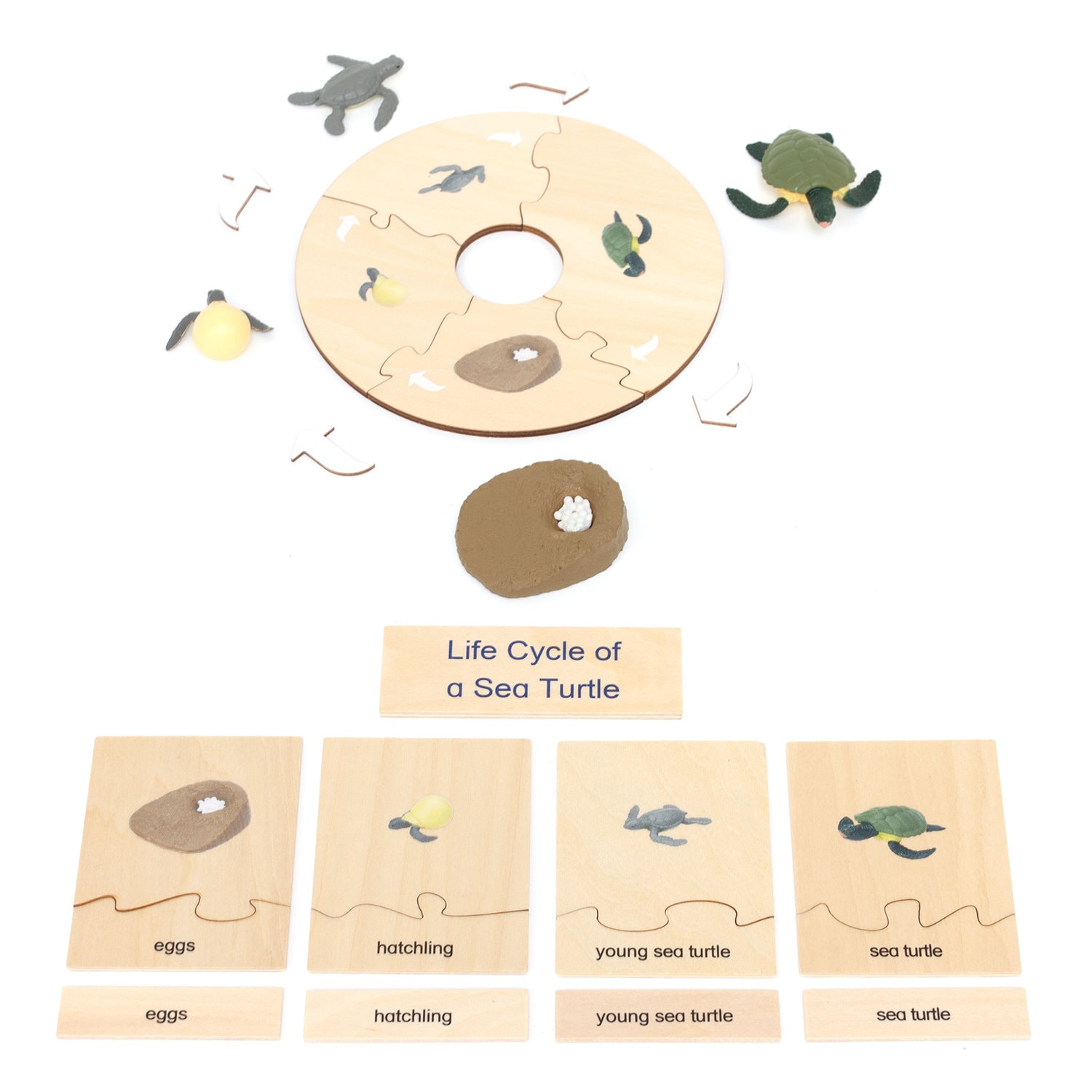 Life Cycle Set of a Sea Turtle Montessori Life Cycle Sea Turtle Life ...