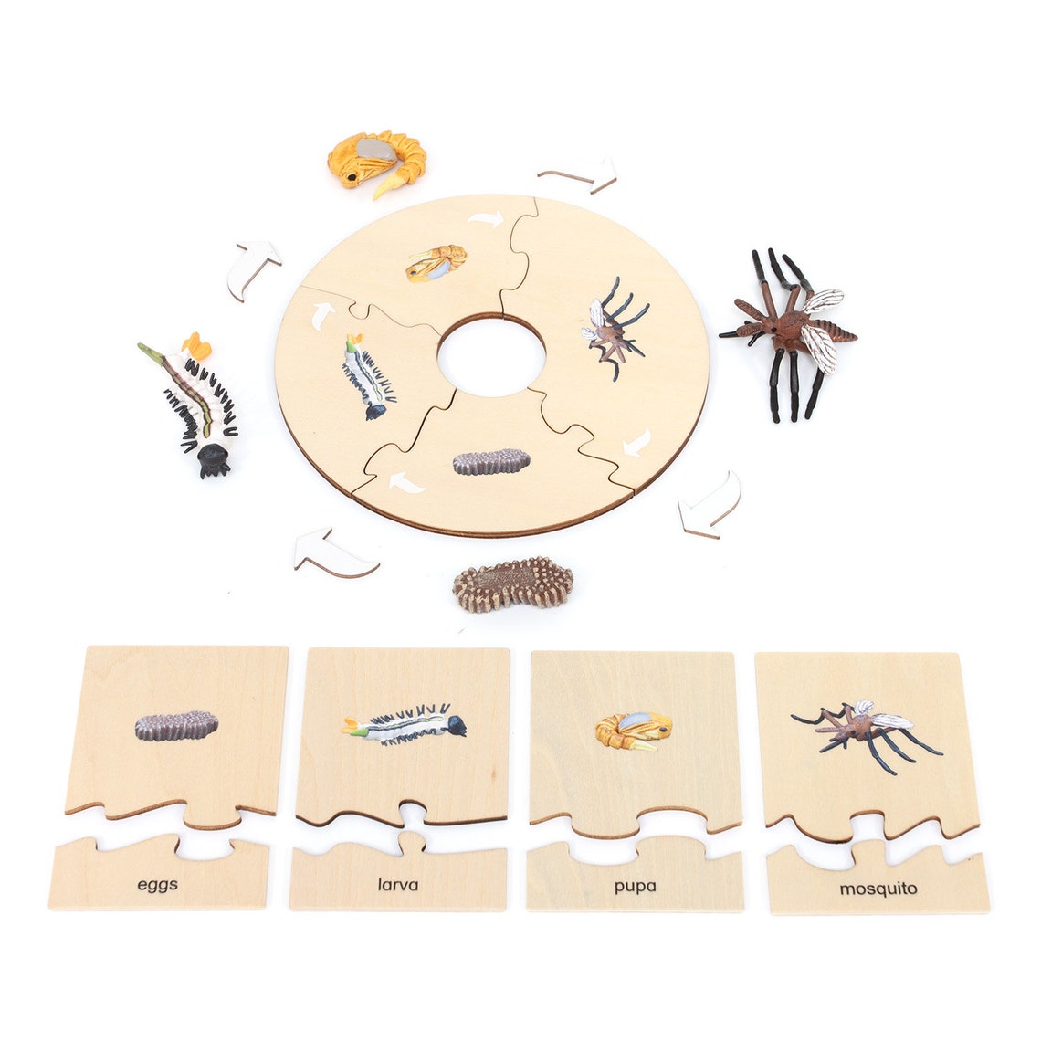Life Cycle Set of a Mosquito Montessori Life Cycle - Etsy