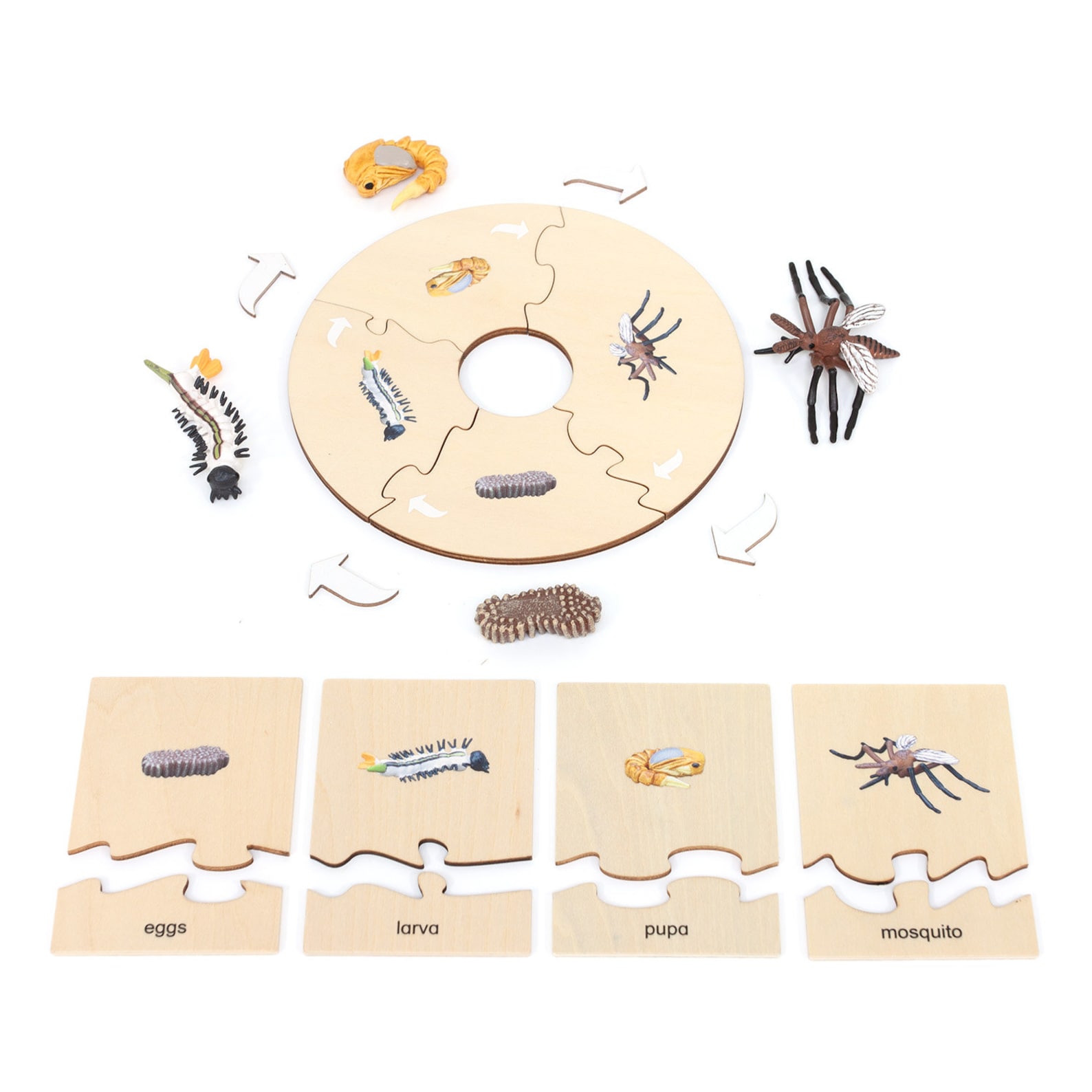 Life Cycle Set of a Mosquito Montessori Life Cycle - Etsy