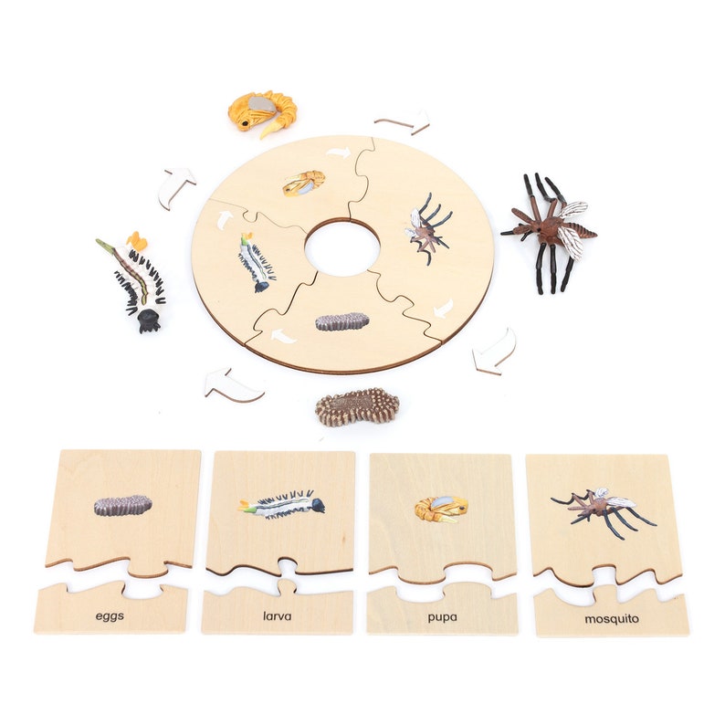 Life Cycle Set of a Mosquito Montessori Life Cycle - Etsy