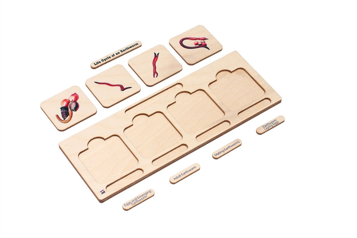 Life Cycle of an Earthworm Life Cycle Set: Earthworm Earthworm Life ...