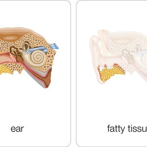 Parts of a Human Ear Puzzle With Nomenclature Cards (3-6) | Montessori ...