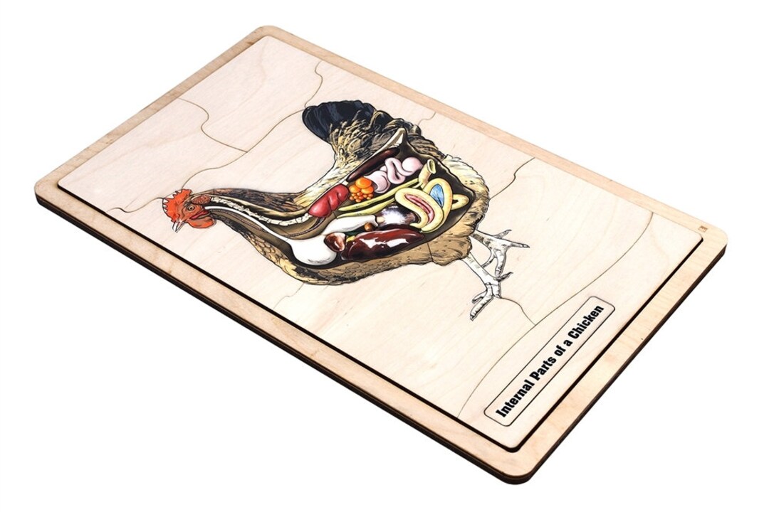 Internal Parts of a Chicken Puzzle With Nomenclature Cards (6-9 ...