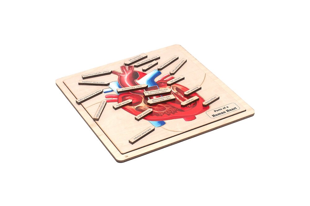 Parts of a Human Heart Puzzle With Nomenclature Cards 3-6 Montessori ...