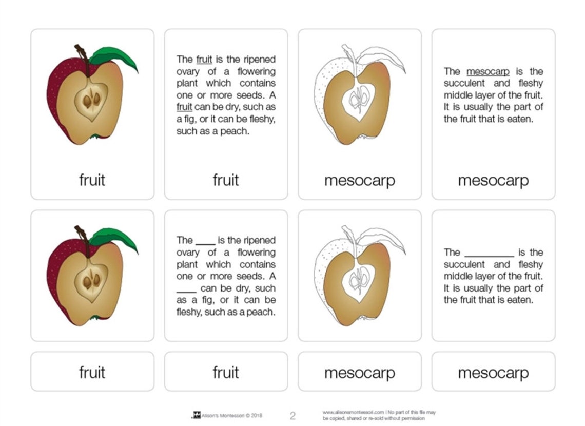 Parts of a Fruit Puzzle With Nomenclature Cards (6-9) | Montessori ...