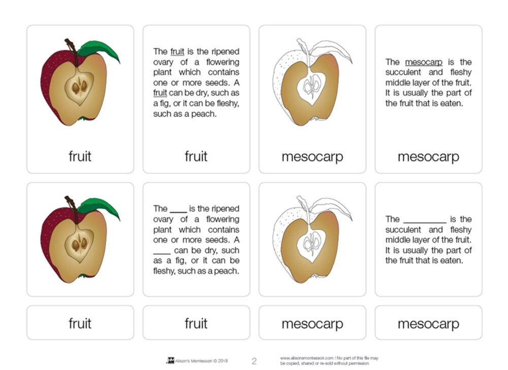 Parts of a Fruit Puzzle With Nomenclature Cards (6-9) | Montessori ...