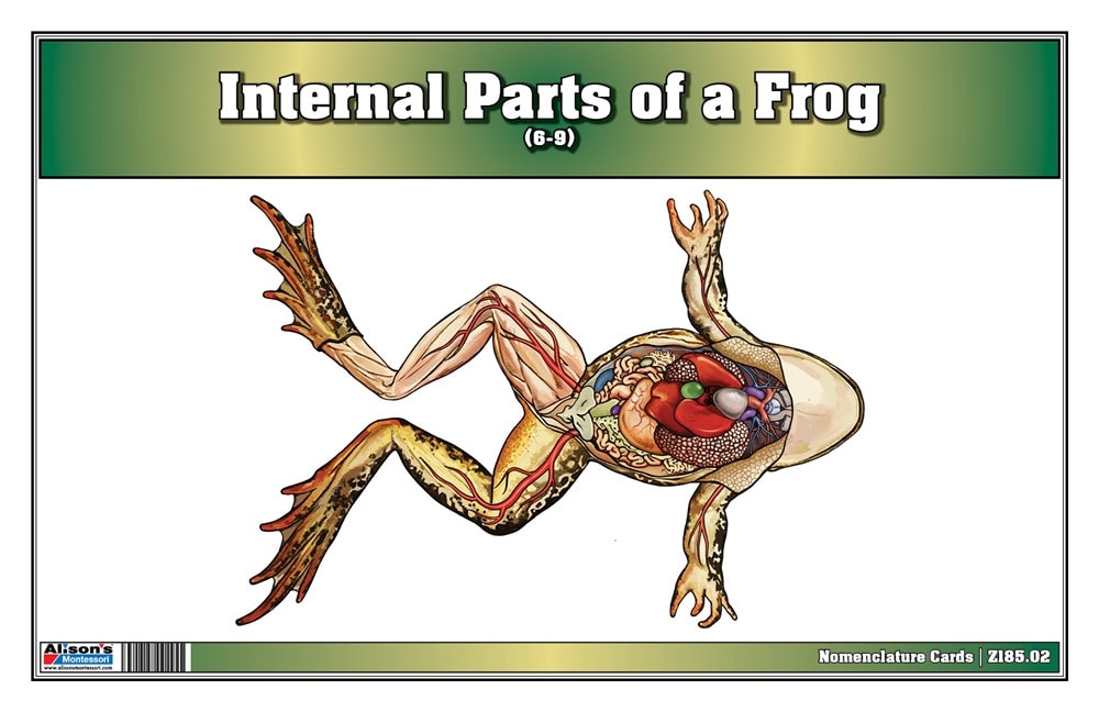 Internal Parts of a Frog Puzzle With Nomenclature Cards (6-9) (printed ...