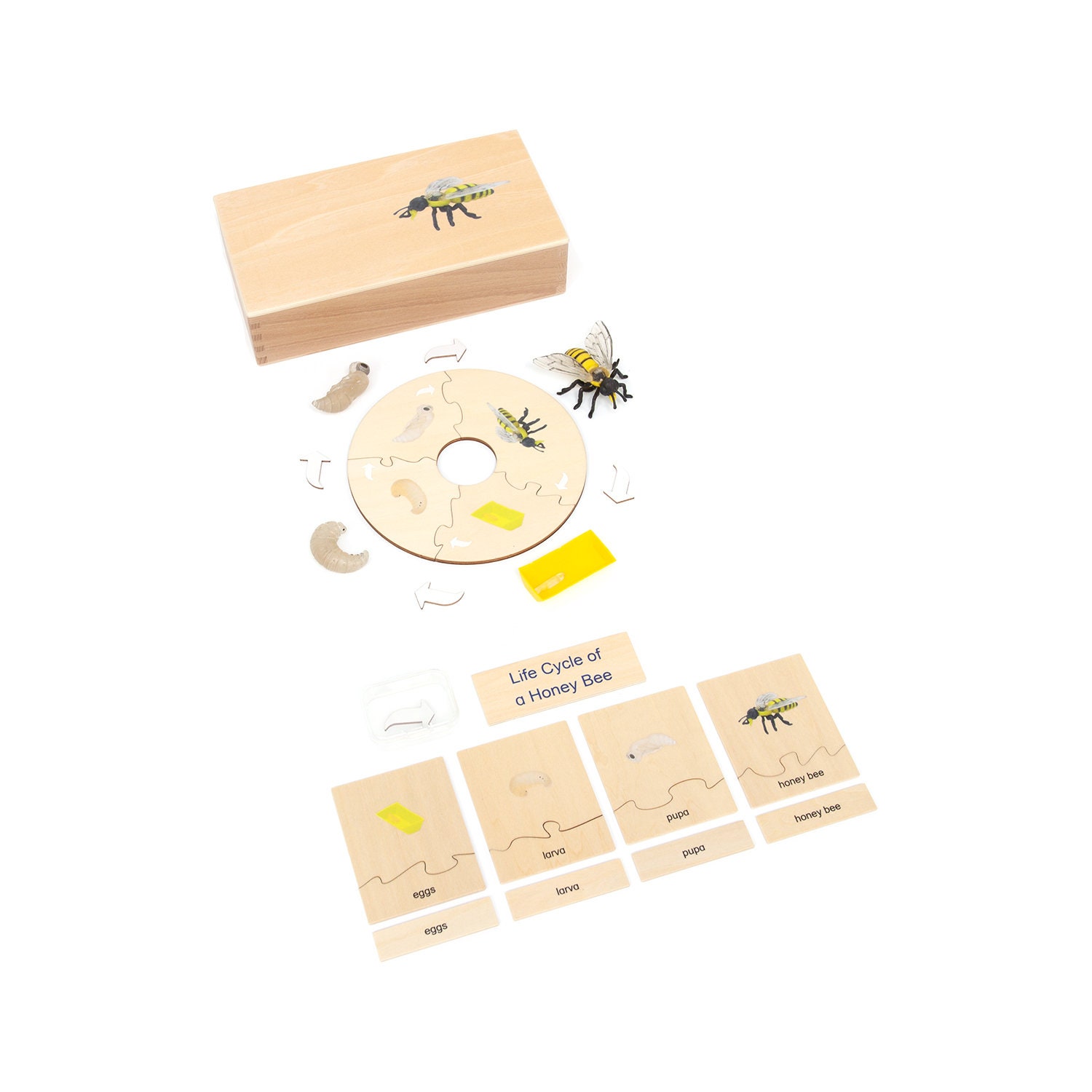 Life Cycle Set of a Honey Bee Montessori Life Cycle Honey Bee Life ...