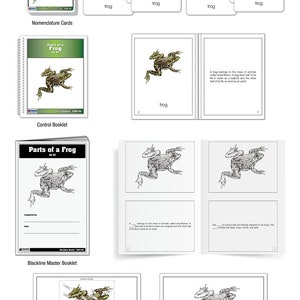 Parts of a Frog Puzzle With Nomenclature Cards (6-9) | Montessori ...