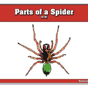 Parts of a Spider Puzzle With Nomenclature Cards (3-6) (printed ...