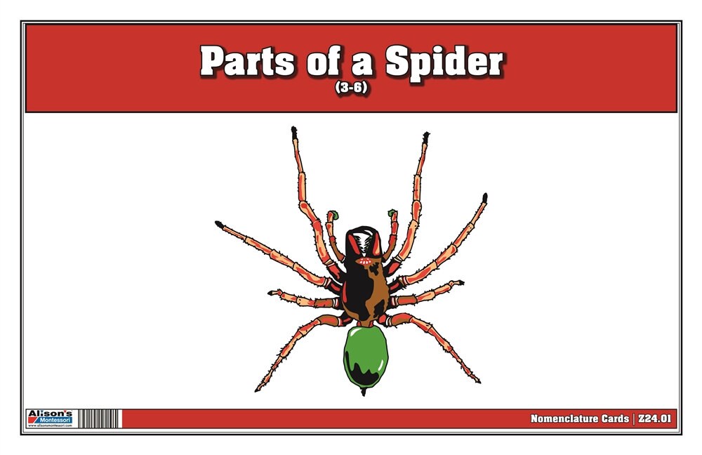 Parts of a Spider Puzzle With Nomenclature Cards (3-6) (printed ...