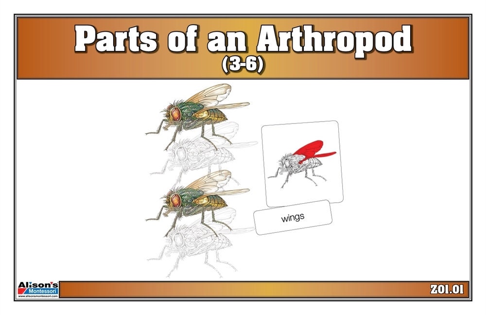Parts of an Arthropod Puzzle With Nomenclature Cards (3-6) | Montessori ...