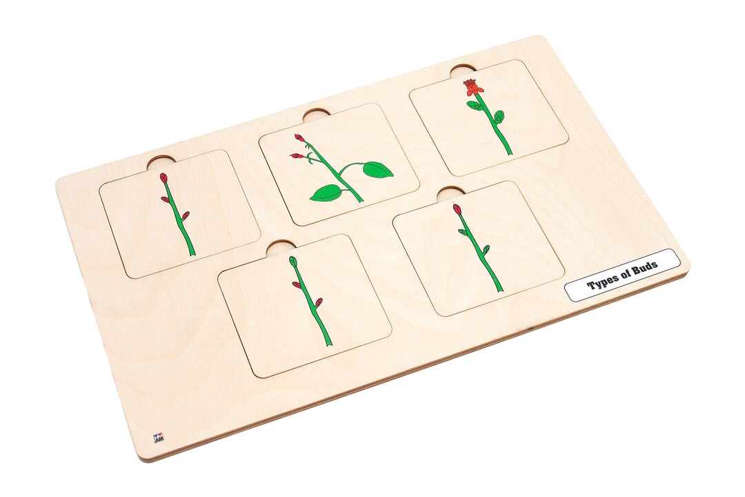Types of Buds Puzzle | Montessori Materials | Montessori Botany ...