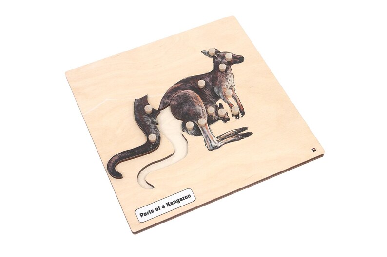 Parts of a Kangaroo Puzzle | Montessori Materials | Montessori Zoology ...