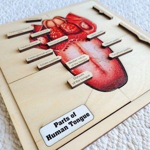 Parts of a Human Tongue Puzzle With Nomenclature Cards (3-6 ...