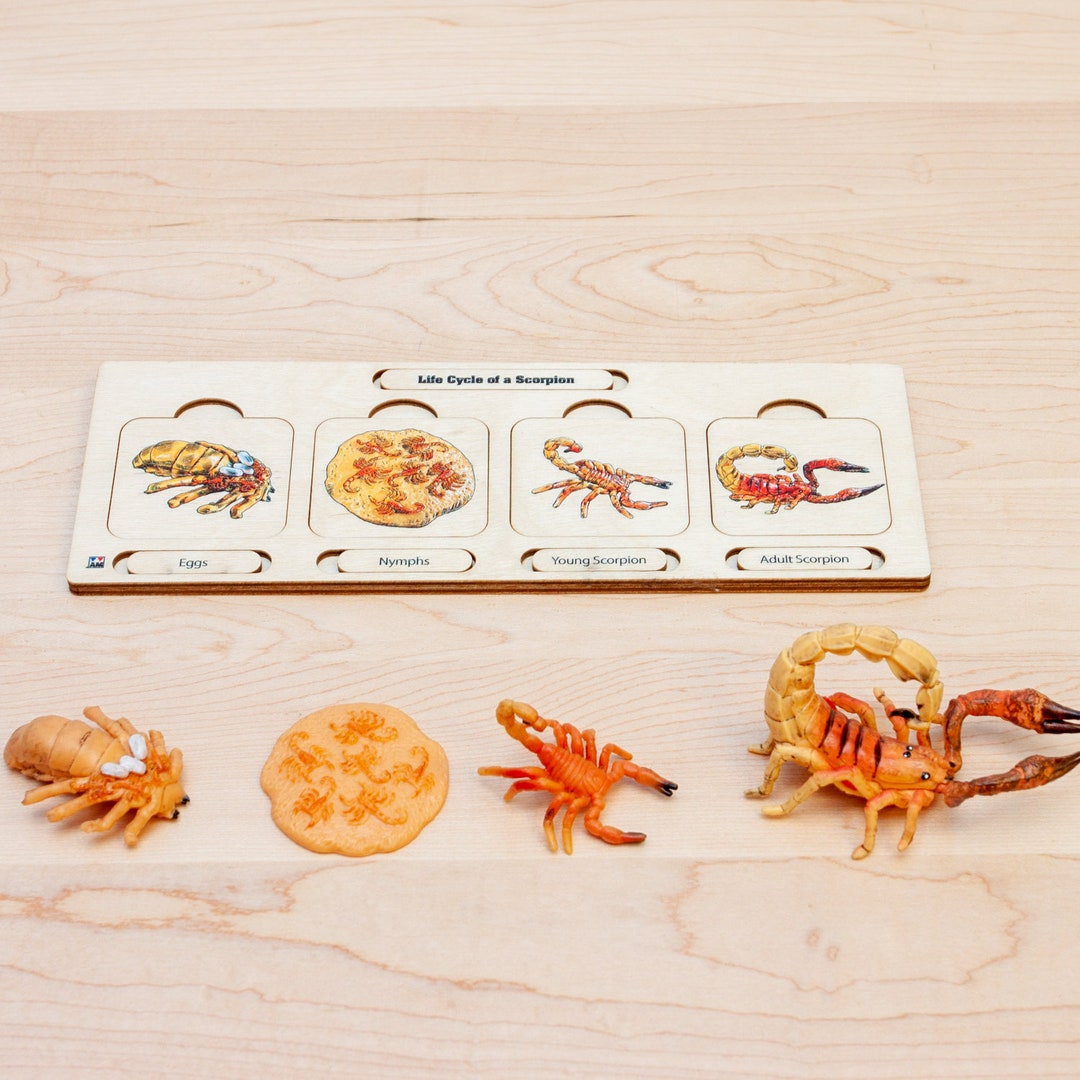 Wooden Life Cycle Set: Scorpion | Montessori Puzzles | Montessori Life ...